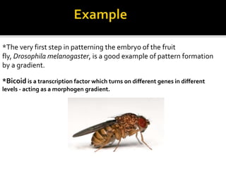 Morphogens, induction and cytoplasmic determinants | PPTX