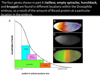 Morphogens, induction and cytoplasmic determinants | PPTX