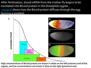 Morphogens, induction and cytoplasmic determinants | PPTX