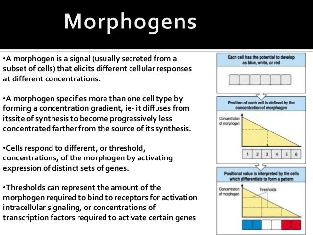 Morphogens, induction and cytoplasmic determinants