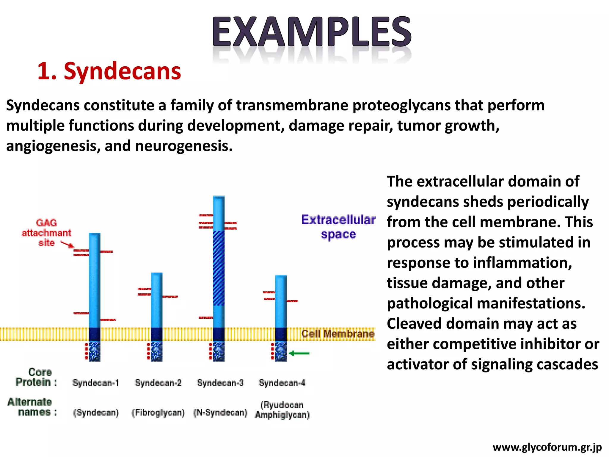 Proteoglycans and glycoproteins | PPTX