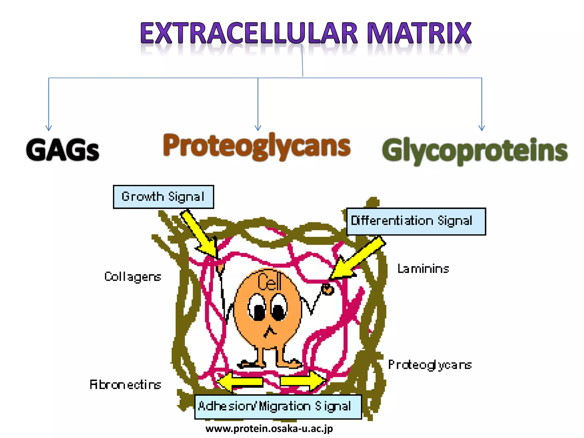 Proteoglycans and glycoproteins | PPTX