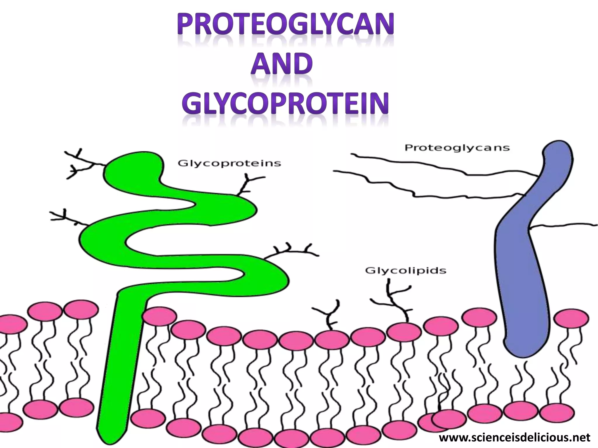 Proteoglycans and glycoproteins | PPTX