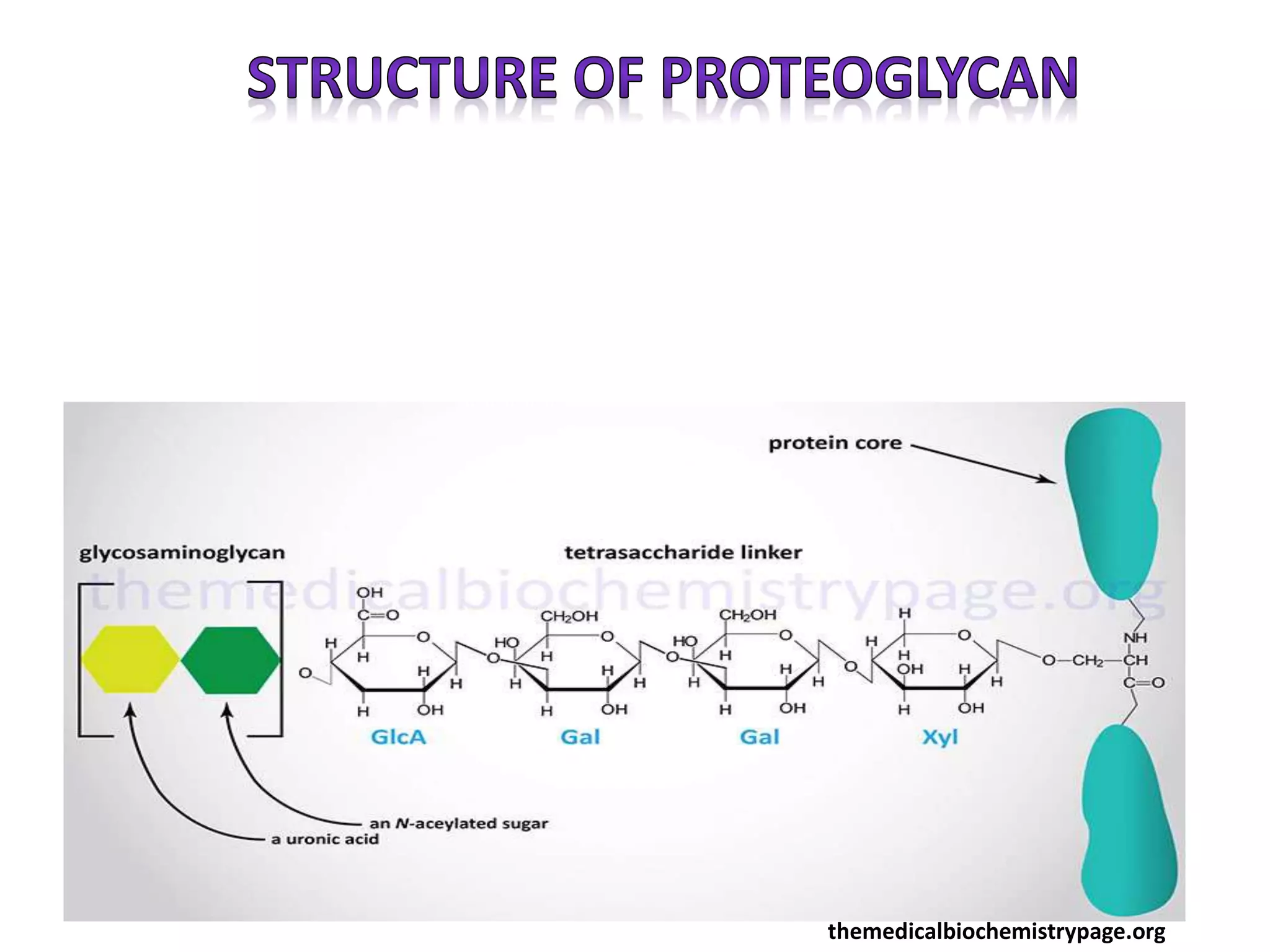 Proteoglycans and glycoproteins | PPTX