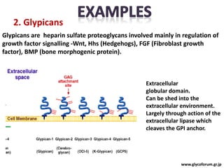 Proteoglycans and glycoproteins | PPTX