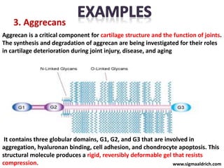 Proteoglycans and glycoproteins | PPTX
