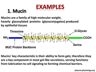 Proteoglycans and glycoproteins | PPTX