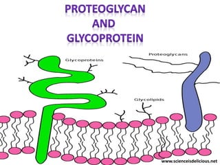 Proteoglycans and glycoproteins | PPTX