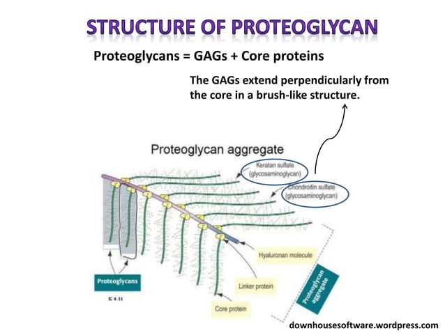Proteoglycans and glycoproteins | PPTX
