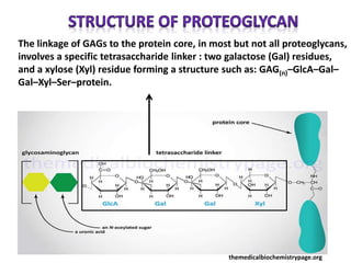 Proteoglycans and glycoproteins | PPTX