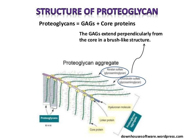 Proteoglycans and glycoproteins