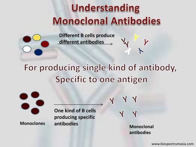 Production of Monoclonal Antibodies and its application : Rituximab | PPTX