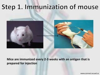 Production of Monoclonal Antibodies and its application : Rituximab | PPTX
