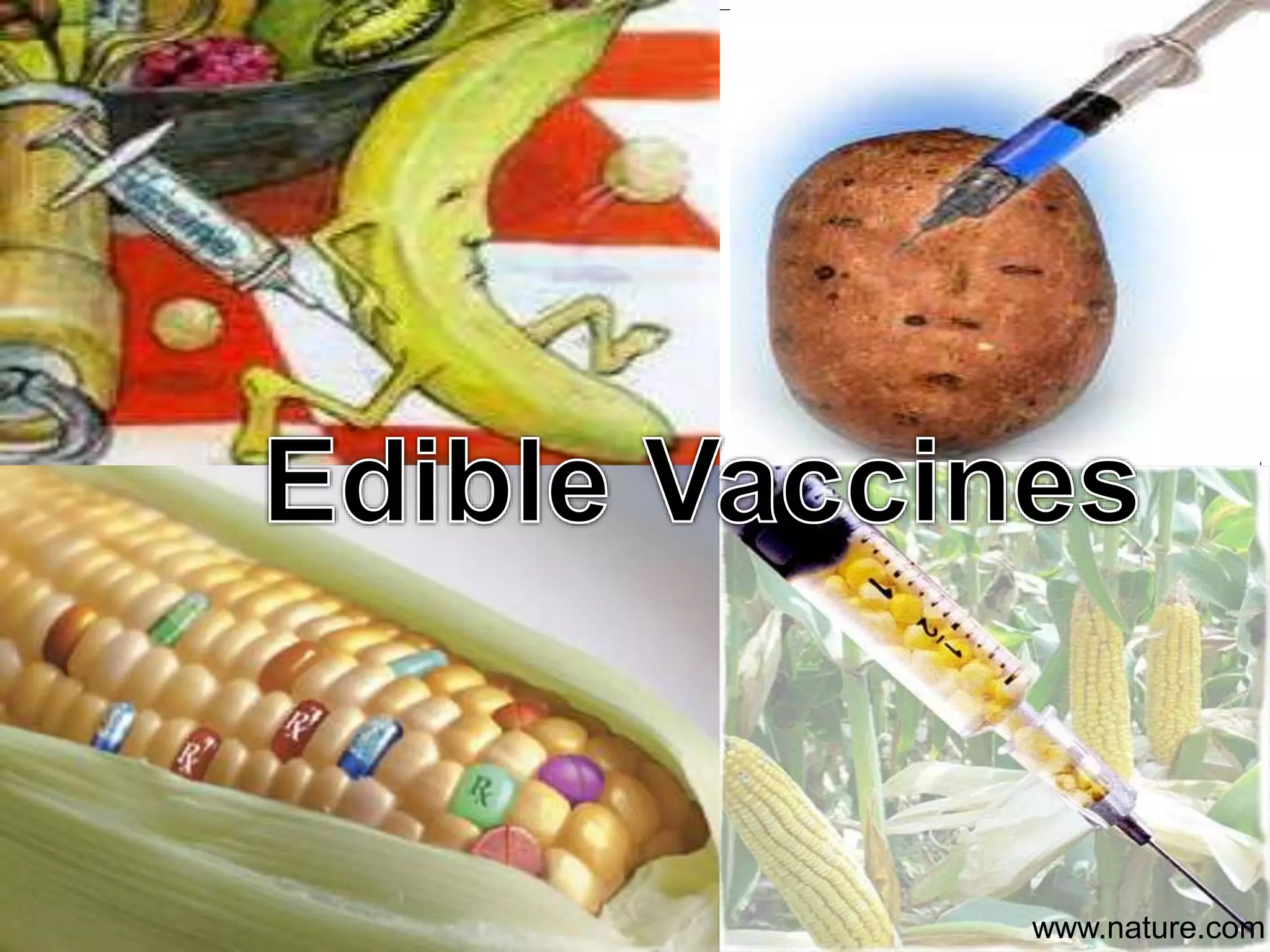 Edible vaccines | PPTX