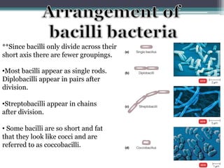 Bacterial morphology | PPT