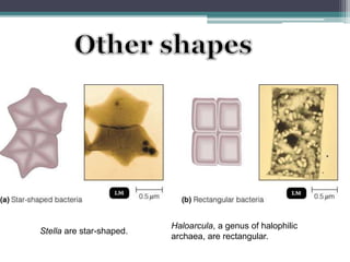 Bacterial morphology | PPT