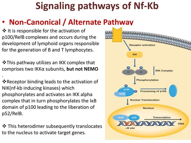 Nf-Kappa B signalling | PPTX