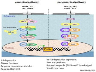 Nf-Kappa B signalling | PPTX