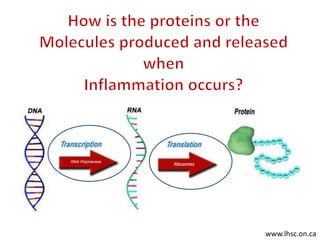 Nf-Kappa B signalling | PPTX