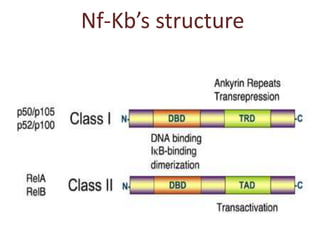 Nf-Kappa B signalling | PPTX