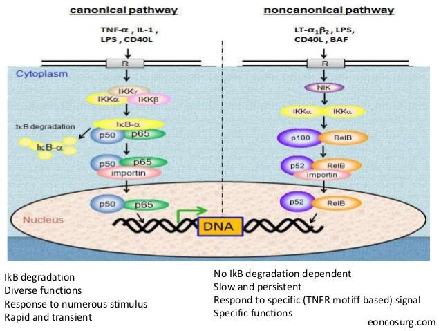 papa Silgi ihtiyaçlar i kappa beta ittifak isteğe bağlı ardışık