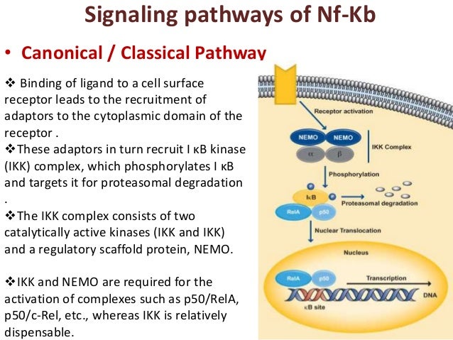 Nf-Kappa B signalling