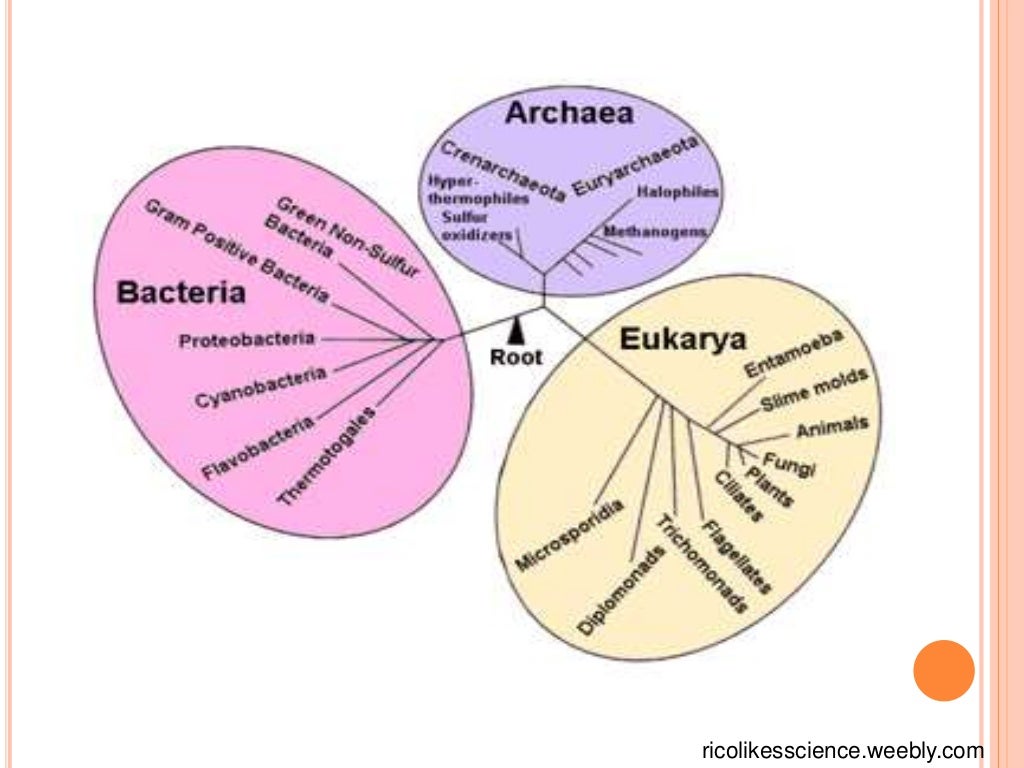 Microbial taxonomy and classification system