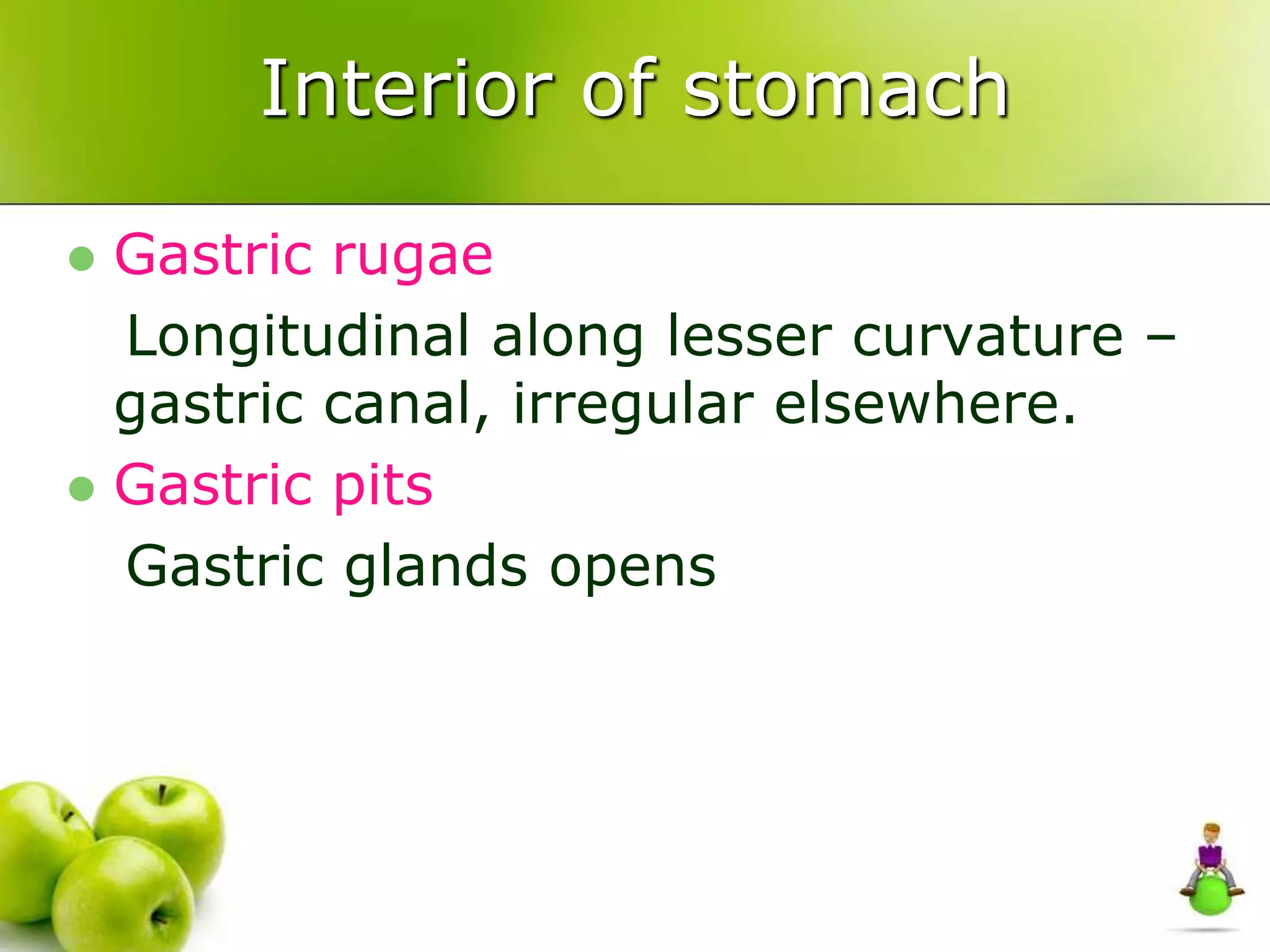 Sakshi Warghat Stomach ppt.ppt