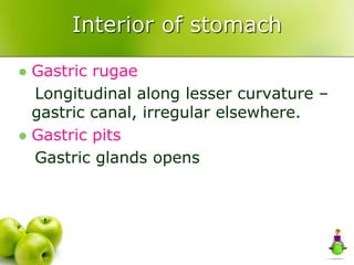 Sakshi Warghat Stomach ppt.ppt