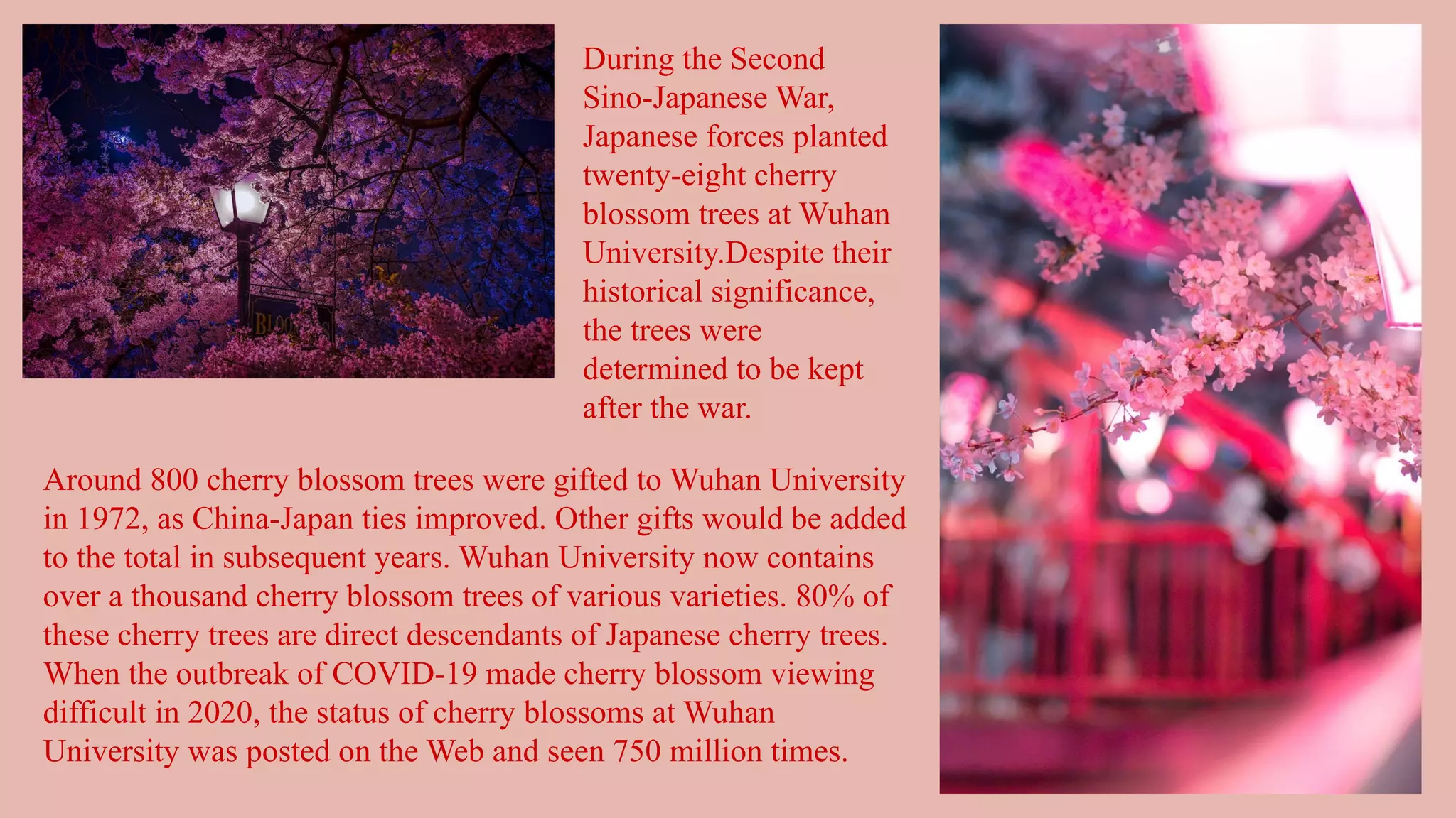 Sakura.pdf