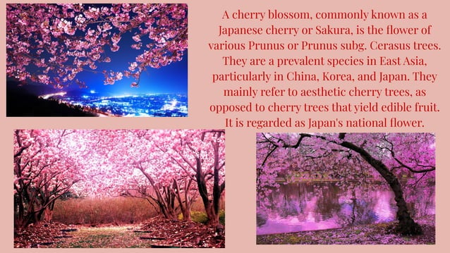 Sakura.pdf