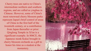 Sakura.pdf