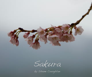 Sakura | PPT