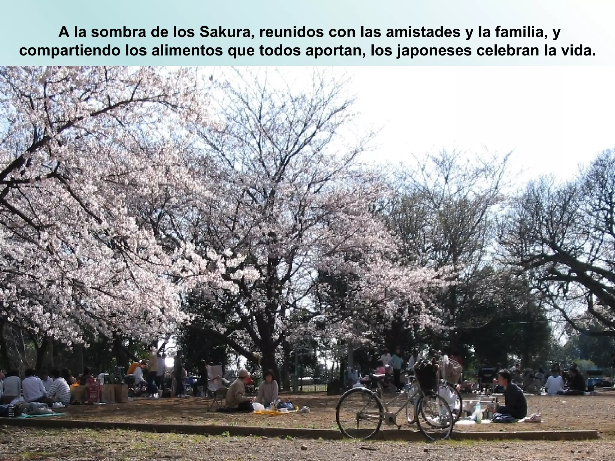 SAKURA: los cerezos en Japon | PPS