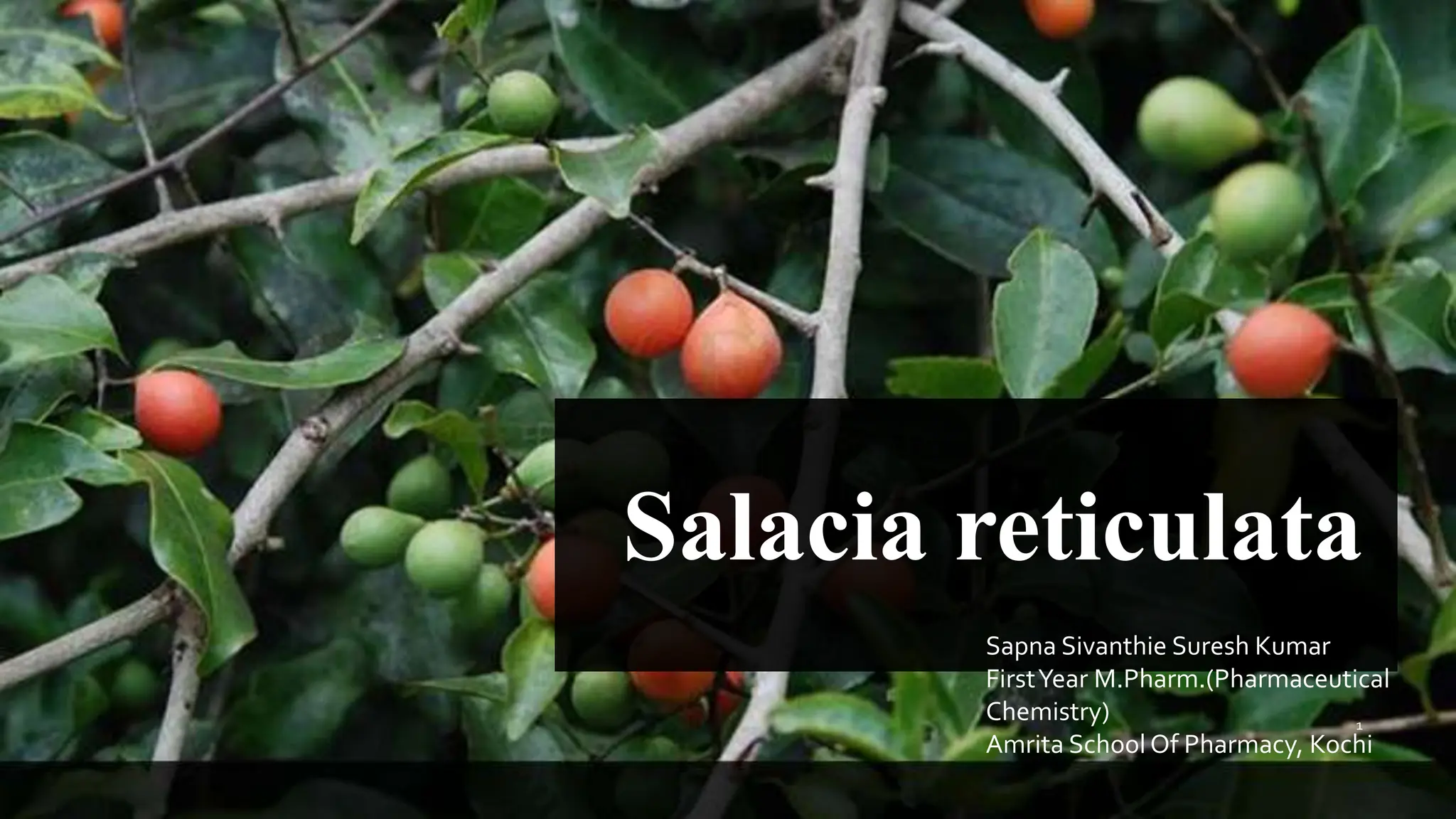 Active constituents of certain crude drugs: Salacia reticulata | PPTX