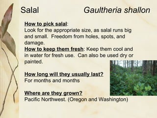 Salal show | PPT | Gardening | Home & Garden