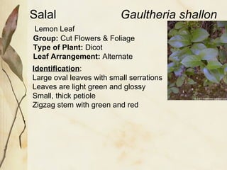 Salal Show | PPT