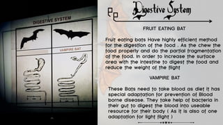 Salamanders and bats by chirag dhankhar hrc | PPT