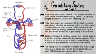 Salamanders and bats by chirag dhankhar hrc | PPT