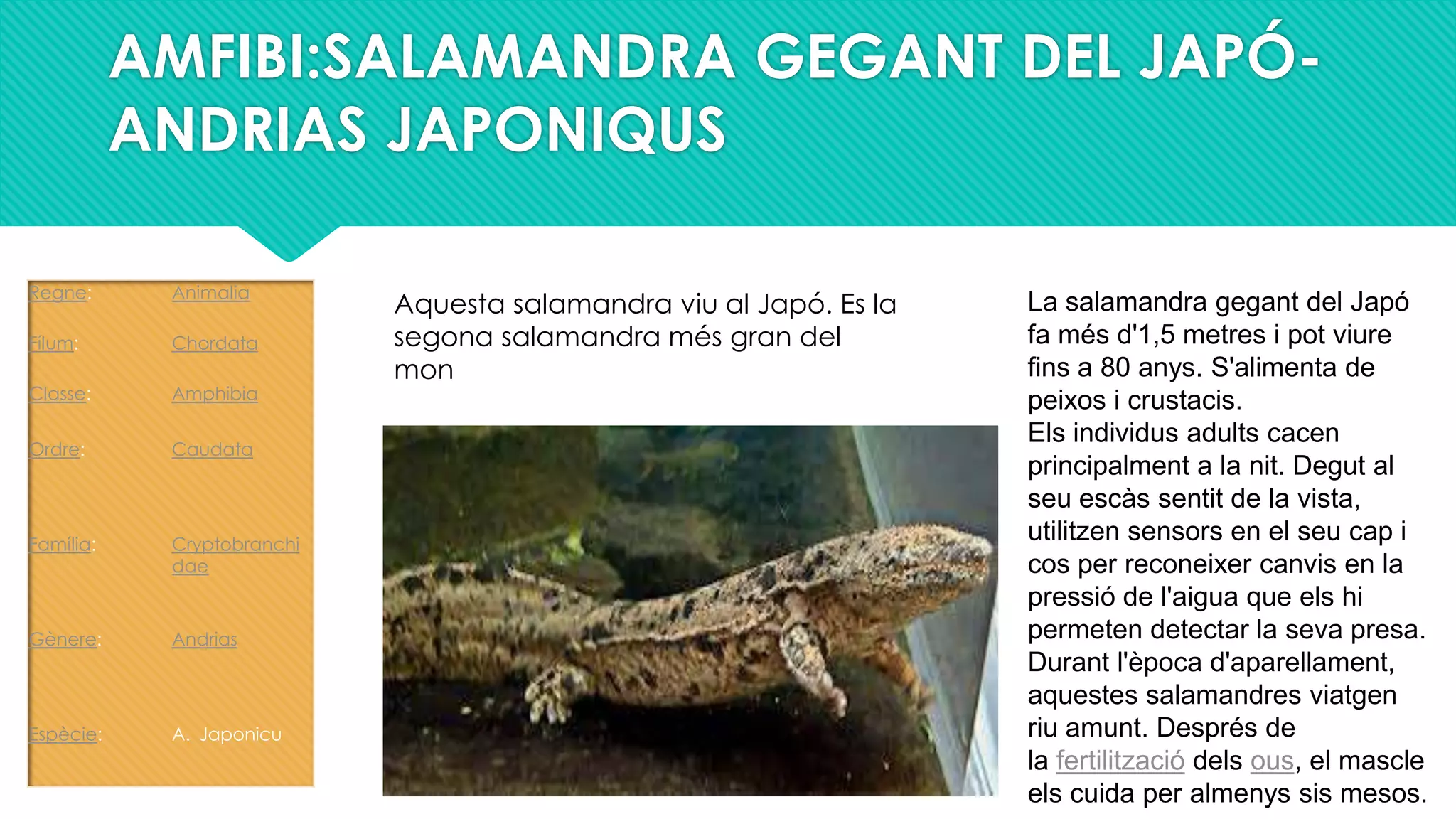 Salamandra del japó | PPTX