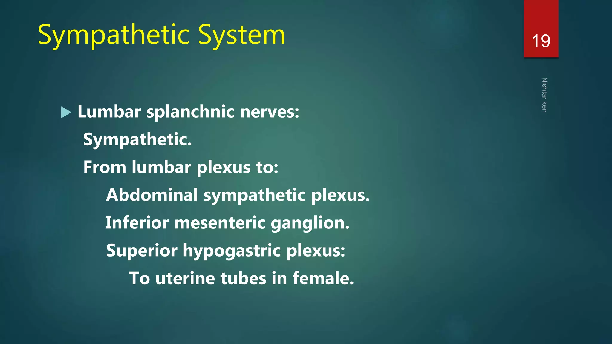 pelvic innervation | PPTX