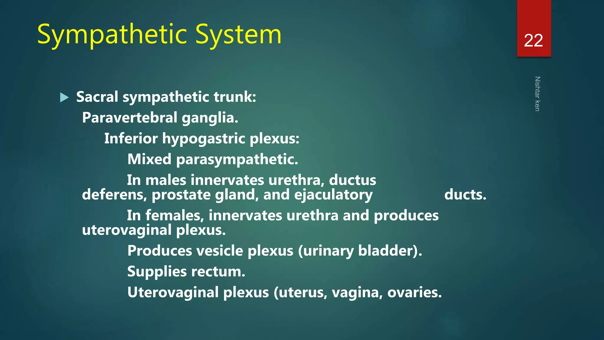 pelvic innervation | PPTX