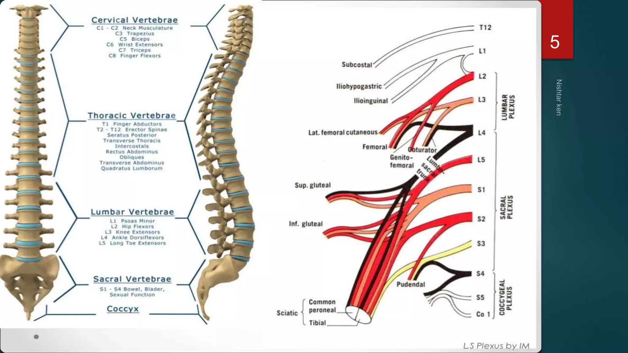 pelvic innervation | PPTX