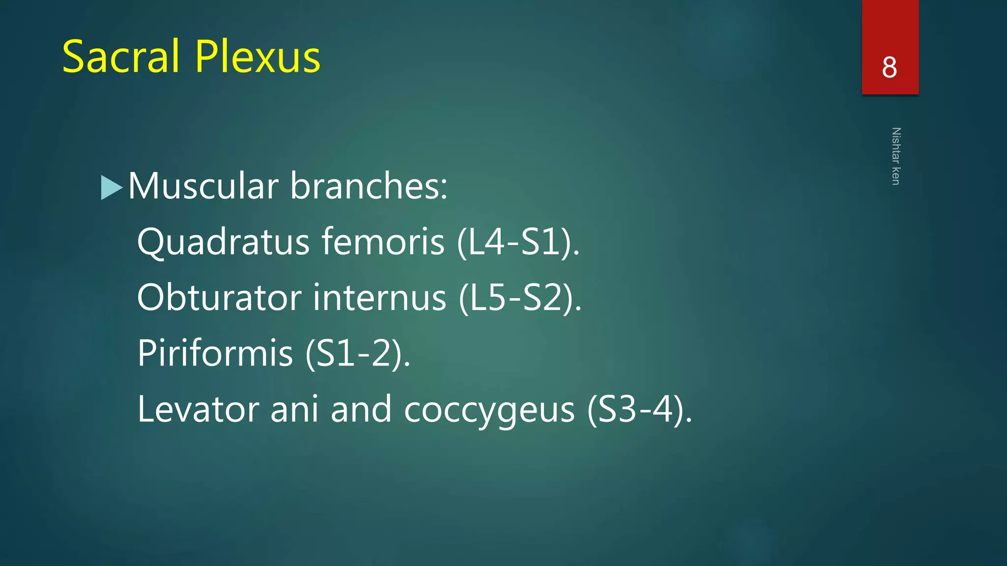 pelvic innervation | PPTX