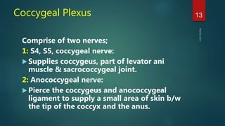 pelvic innervation | PPTX