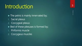 pelvic innervation | PPTX