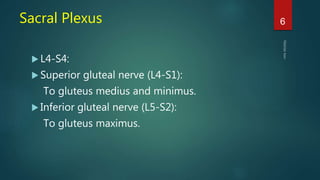 pelvic innervation | PPTX