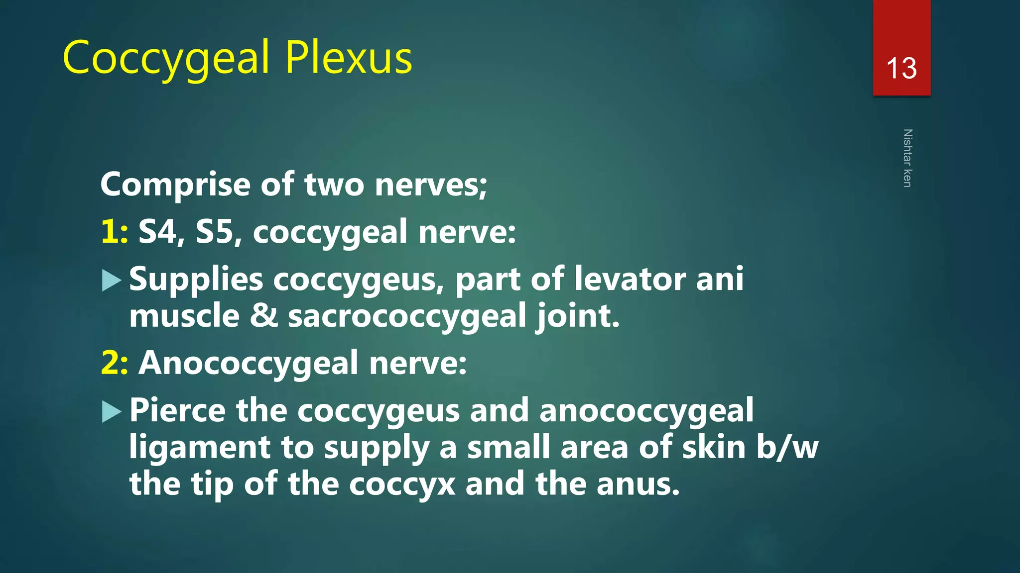 Nerves of pelvis | PPTX