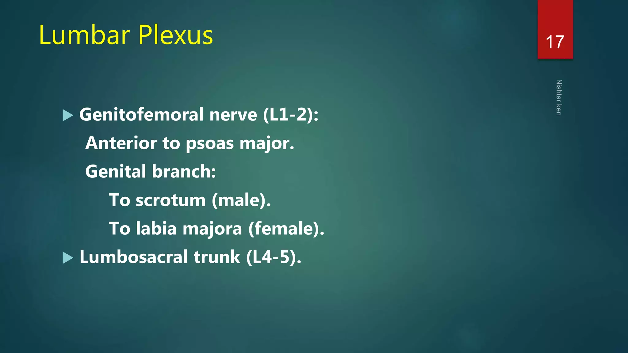 Nerves of pelvis | PPTX