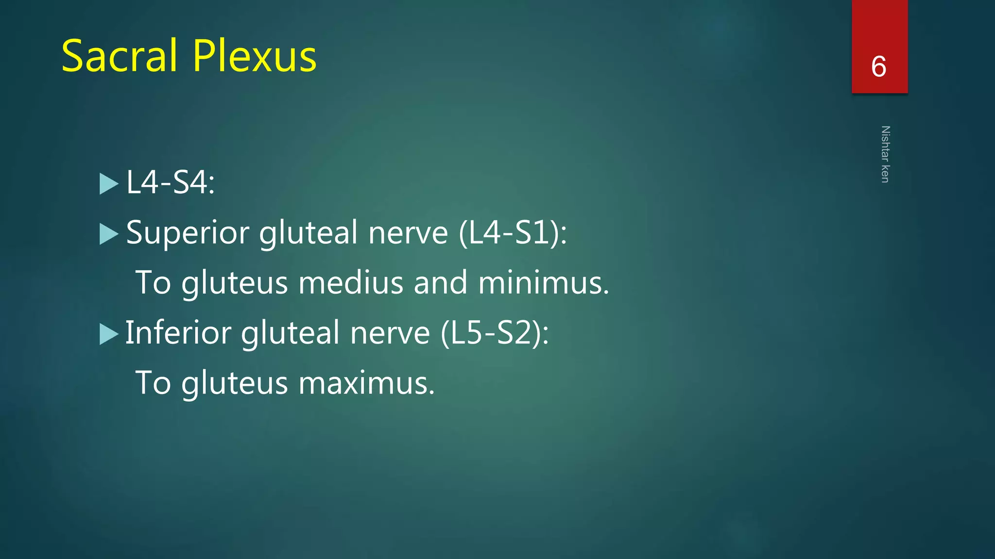 Nerves of pelvis | PPTX